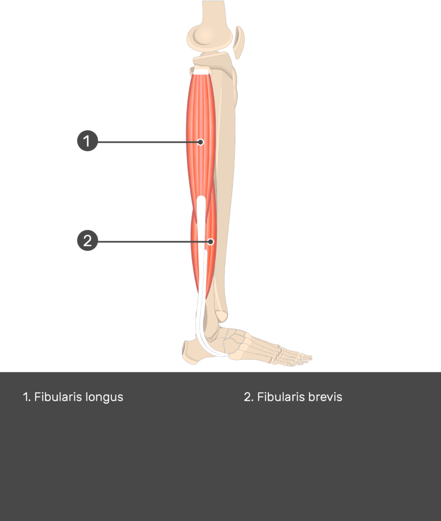 Fibularis (Peroneus) Brevis Muscle - Attachments, Actions & Innervation ...