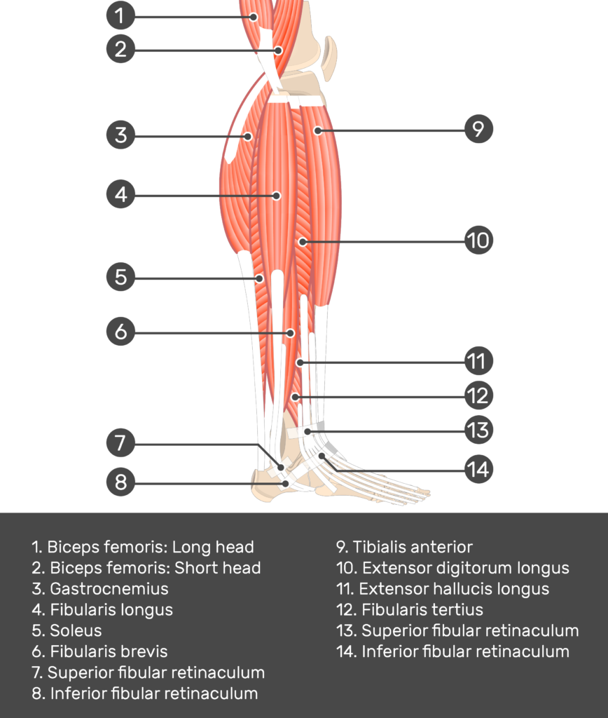 Fibularis (Peroneus) Brevis Muscle - Attachments, Actions & Innervation ...