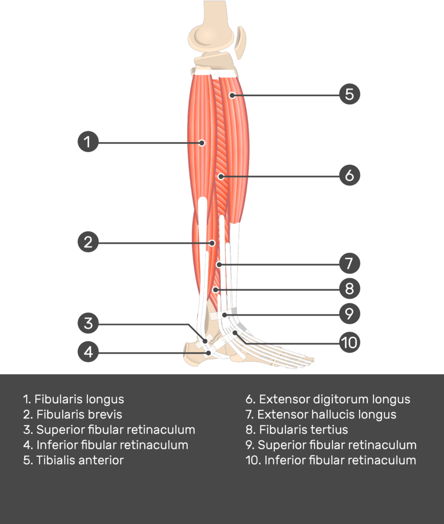 Fibularis Brevis Muscle