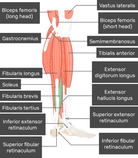 Fibularis (Peroneus) Brevis Muscle - Attachments, Actions & Innervation ...