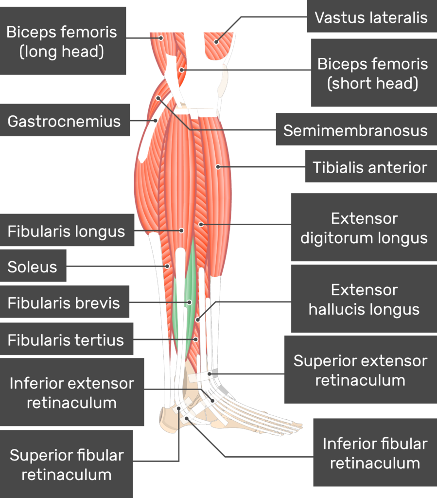 Peroneus Longus And Brevis Peroneus Longus And Brevis