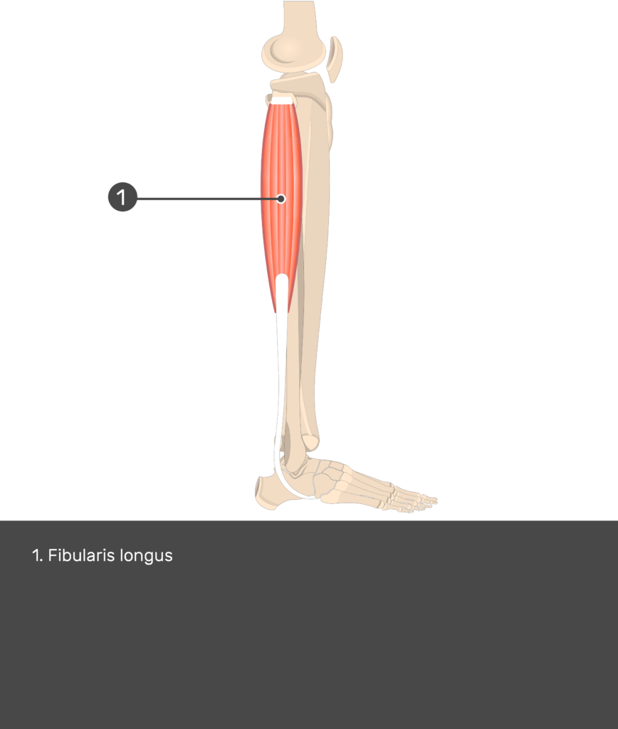 Fibularis Longus Muscle - Attachments & Action | GetBodySmart