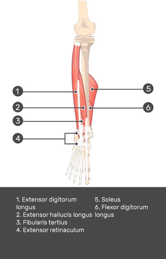 Fibularis (Peroneus) Tertius Muscle - Attachments, Actions ...
