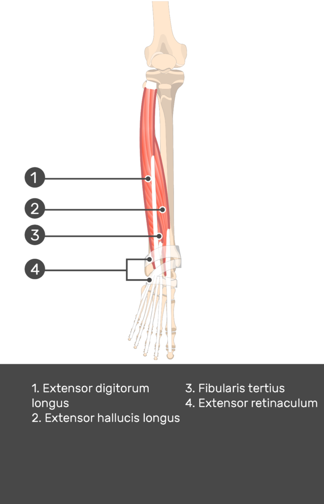 Fibularis (Peroneus) Tertius Muscle - Attachments, Actions ...