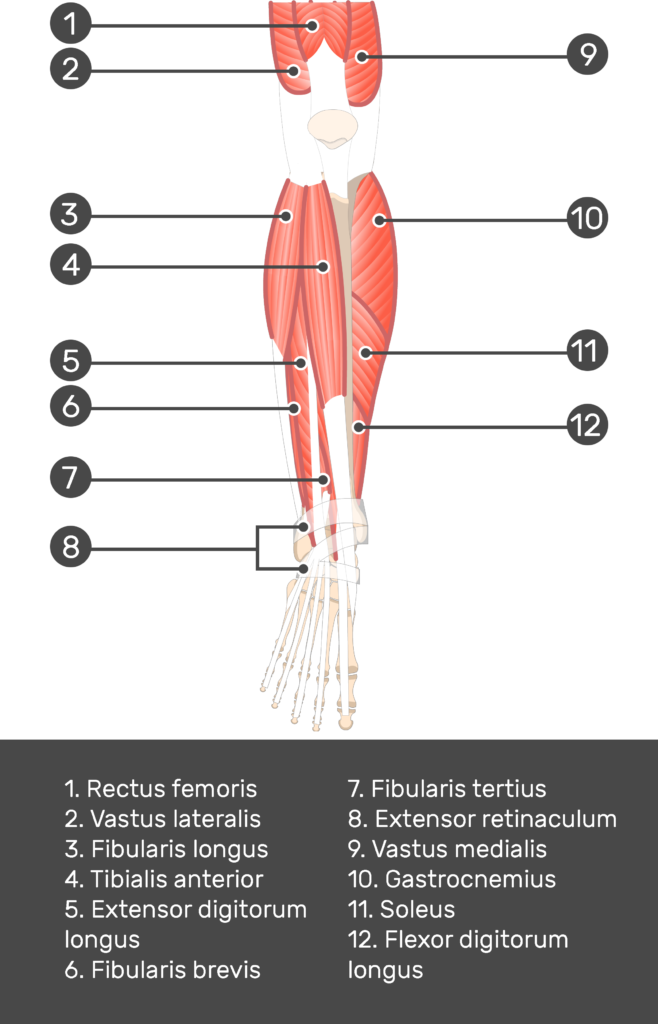 Fibularis (Peroneus) Tertius Muscle - Attachments, Actions ...