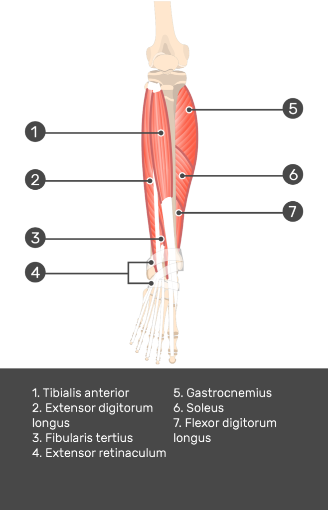 Fibularis (Peroneus) Tertius Muscle - Attachments, Actions ...
