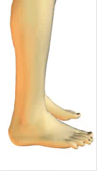 Fibularis Longus Muscle - Attachments & Action | GetBodySmart