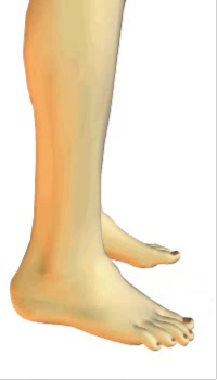 Fibularis Longus Muscle - Attachments & Action | GetBodySmart