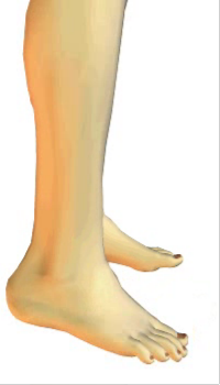 Fibularis Longus Muscle - Attachments & Action | GetBodySmart