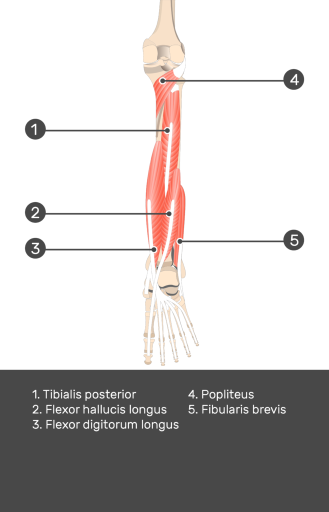 Flexor Digitorum Longus Foot