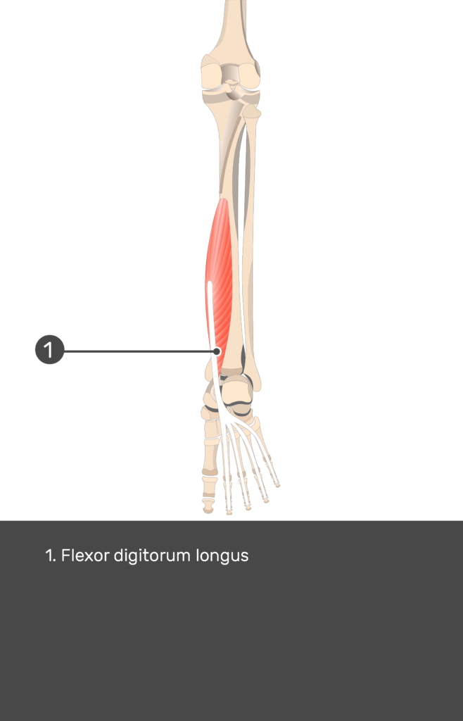 Flexor Digitorum Longus Tendon