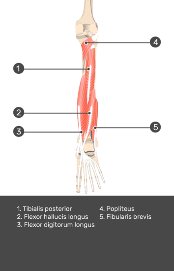 Flexor Hallucis Longus Muscle - Attachments, Actions & Innervation ...