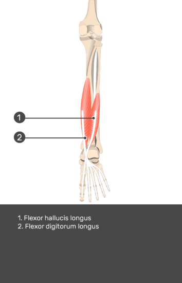 Flexor Hallucis Longus Muscle - Attachments, Actions & Innervation ...