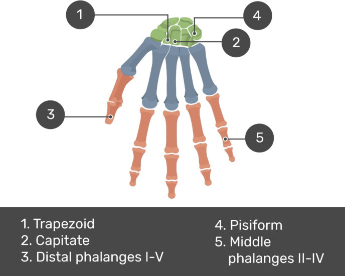Anatomy of the Hand and Wrist Bones | GetBodySmart