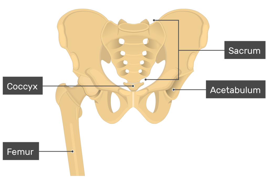 Hip Bone Anatomy | GetBodySmart