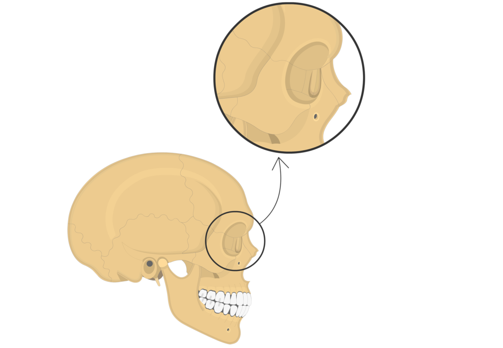 Lacrimal Bone Anatomy | GetBodySmart