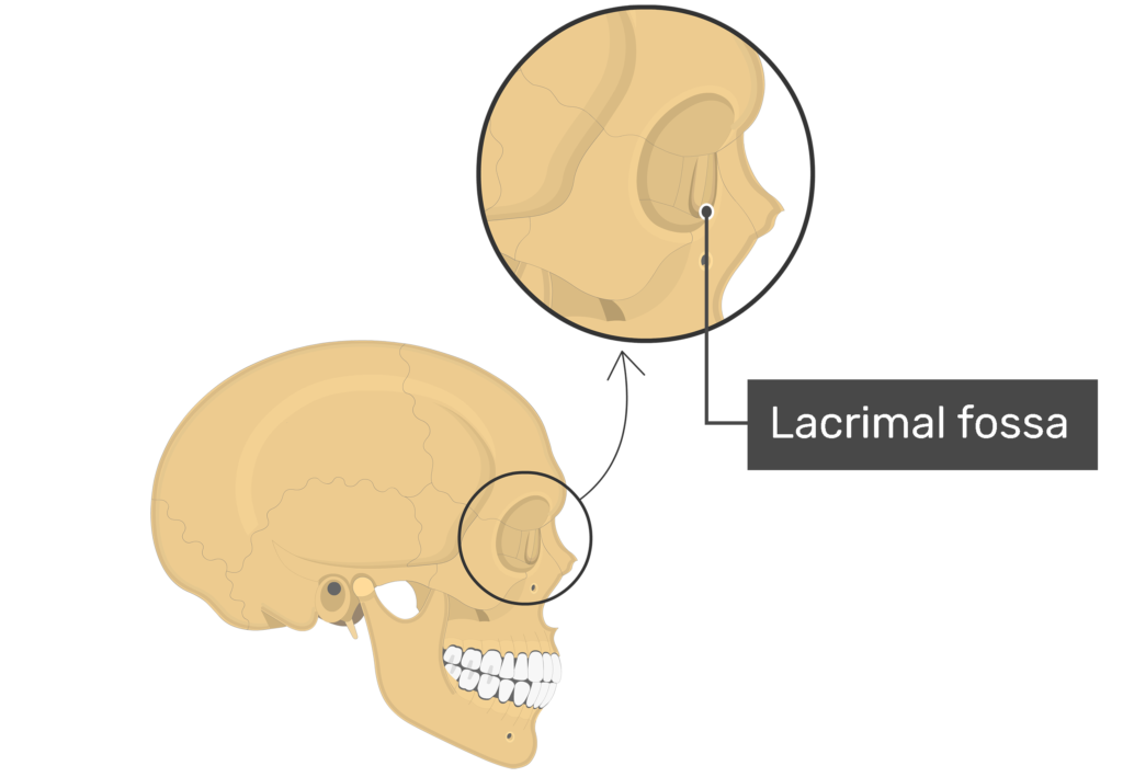 Lacrimal Bone Anatomy | GetBodySmart