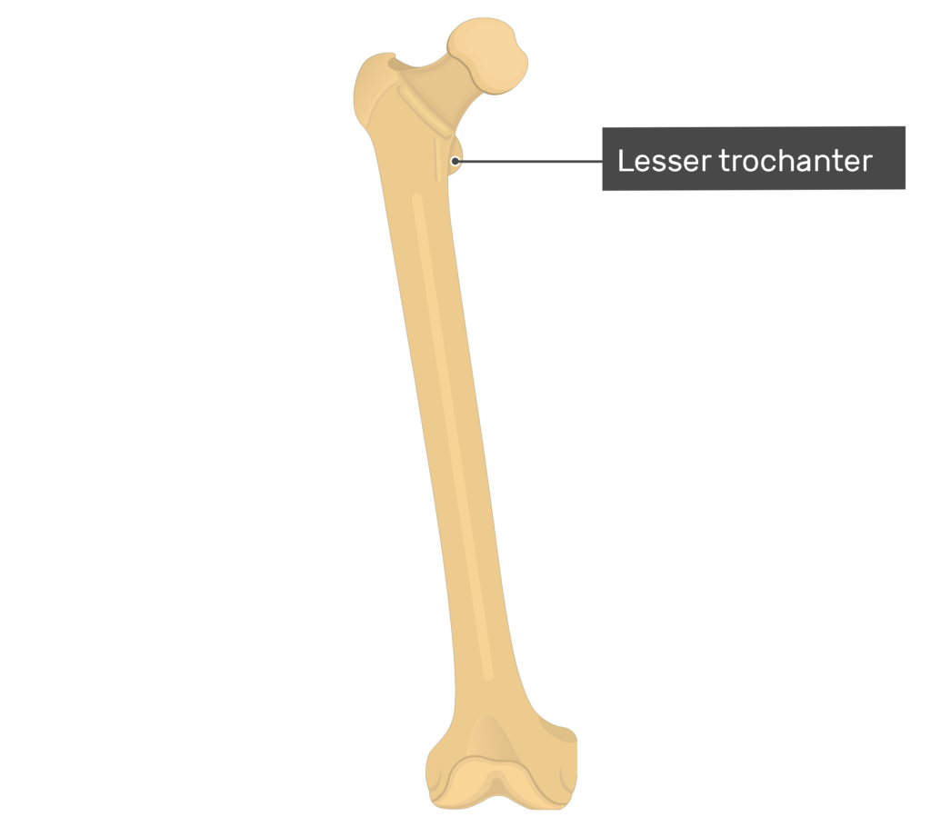 Lesser Trochanter
