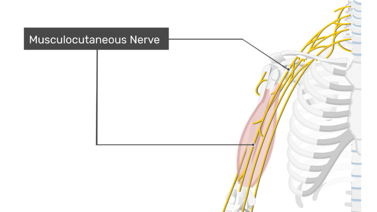 Biceps Brachii - Attachments, Action & Innervation | GetBodySmart