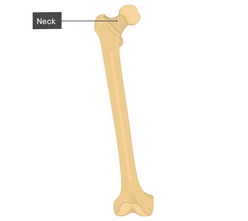 Femur Labeled Anterior View