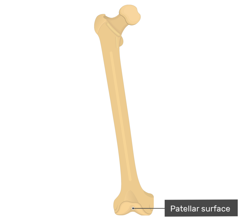 Your Femur Bone Hip Hip Fractures AOA Orthopedic Specialists
