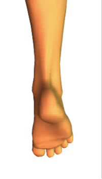 Plantaris Muscle - Attachments, Actions & Innervation | GetBodySmart