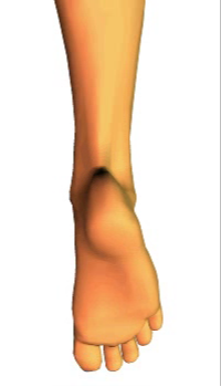 Plantaris Muscle - Attachments, Actions & Innervation | GetBodySmart