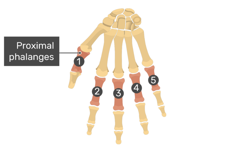 Hand and Wrist Bones - Anterior (Palmar) View