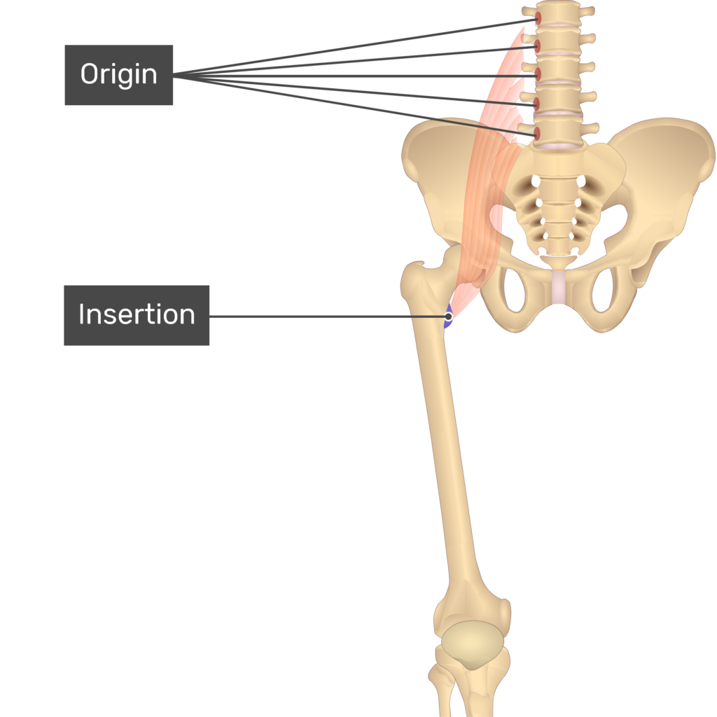 Iliac Crest Muscle Attachments