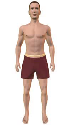 Rectus abdominis: anatomy and function | GetBodySmart