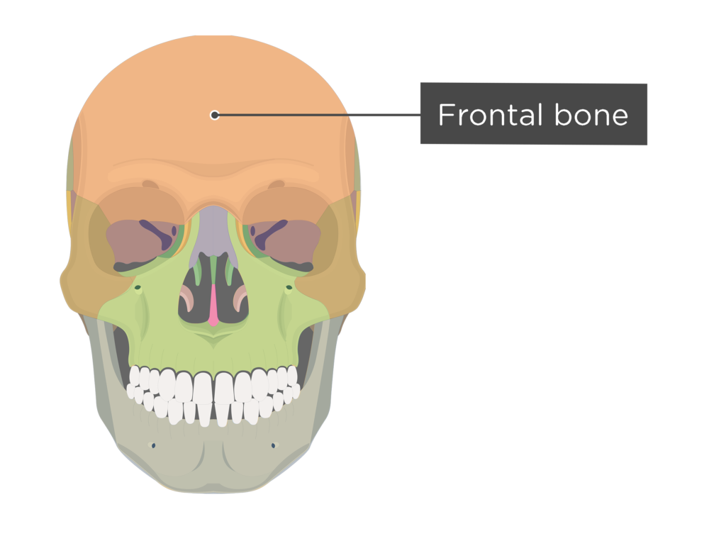 Skull Labeling Anatomy