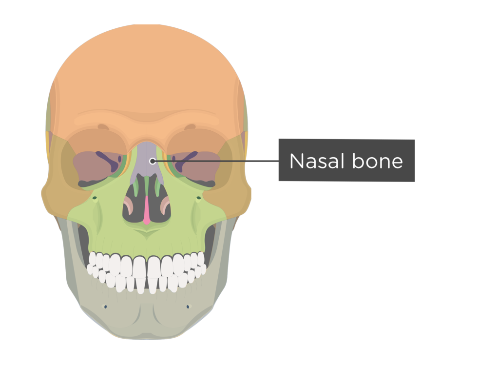 Inferior Nasal Bone