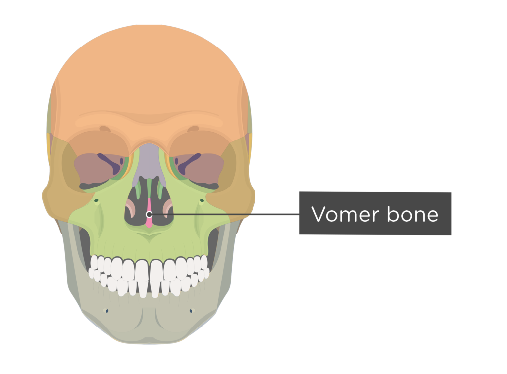 Perpendicular Plate And Vomer