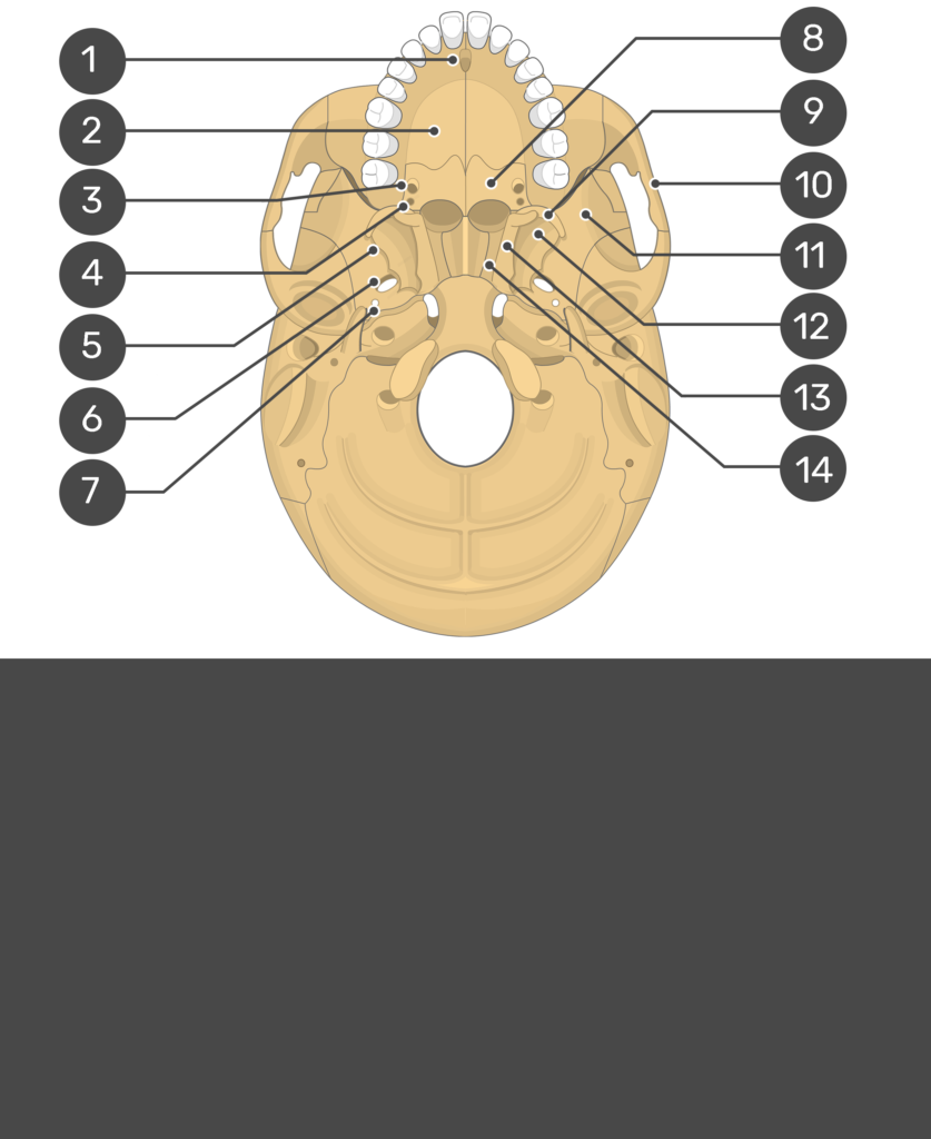 The Skull Bones Anatomy - Inferior View | GetBodySmart