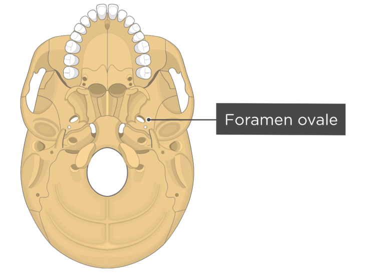The Skull Bones Anatomy - Inferior View | GetBodySmart