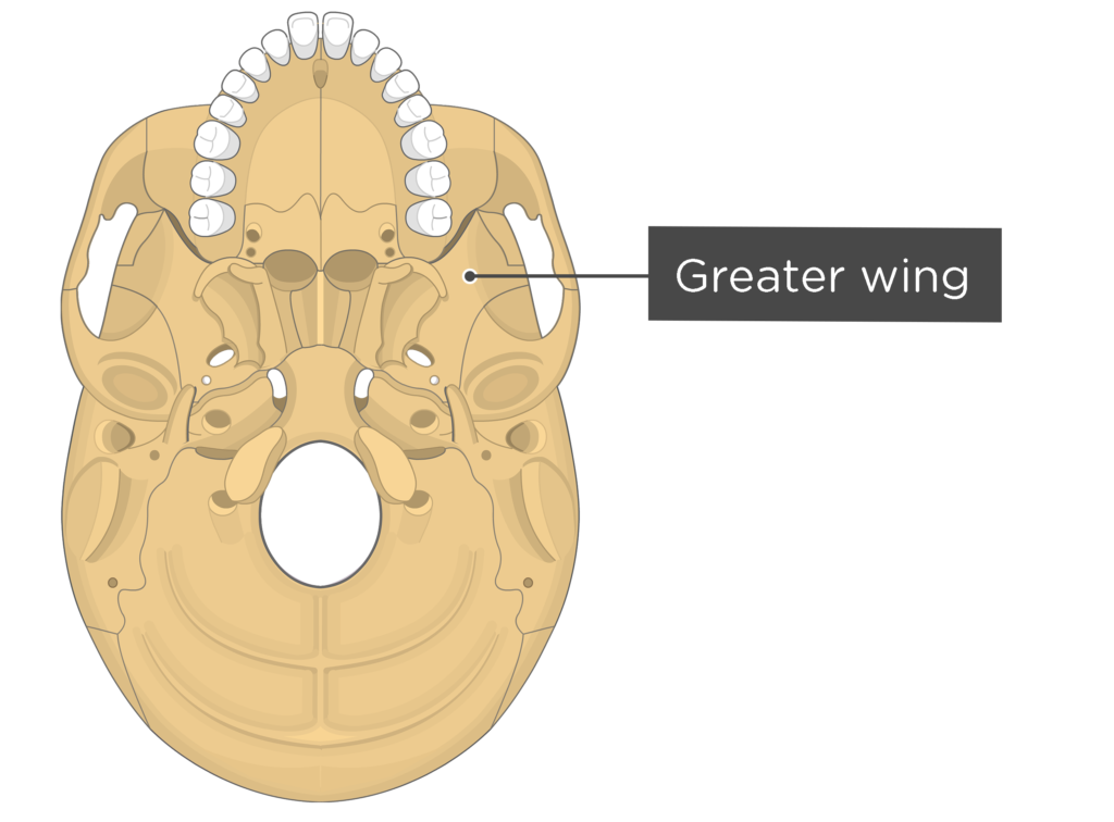The Skull Bones Anatomy - Inferior View | GetBodySmart