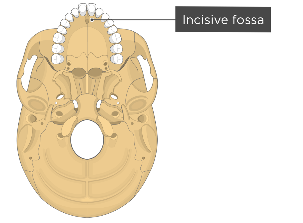 Incisive Fossa