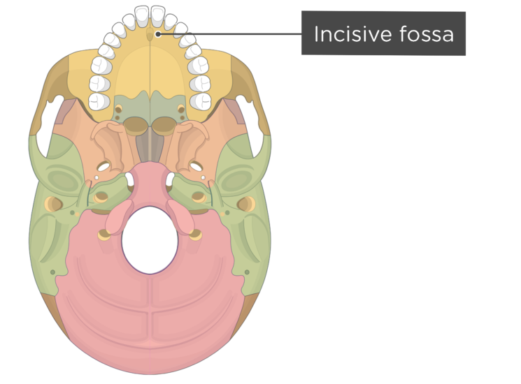 Incisive Fossa Of Mandible