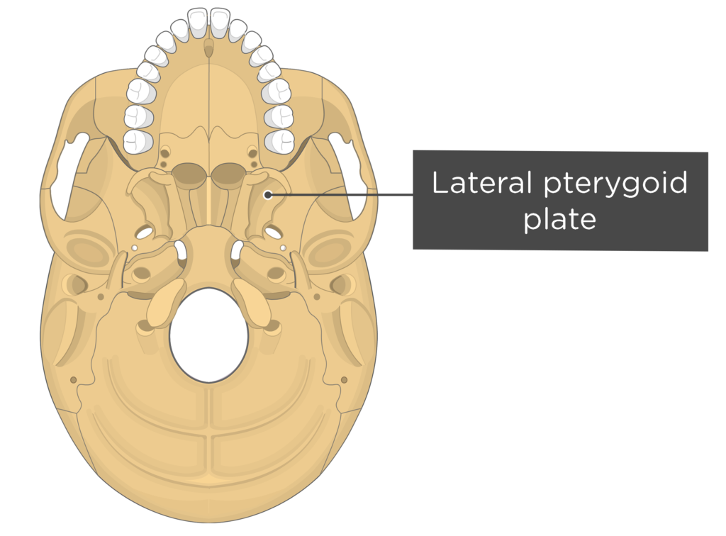 The Skull Bones Anatomy - Inferior View | GetBodySmart