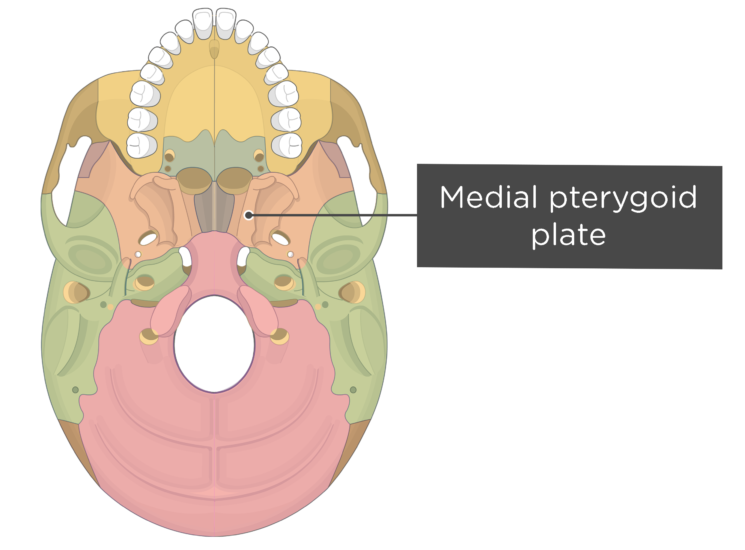 Skull Bone Markings - Inferior View - Part 1 | GetBodySmart