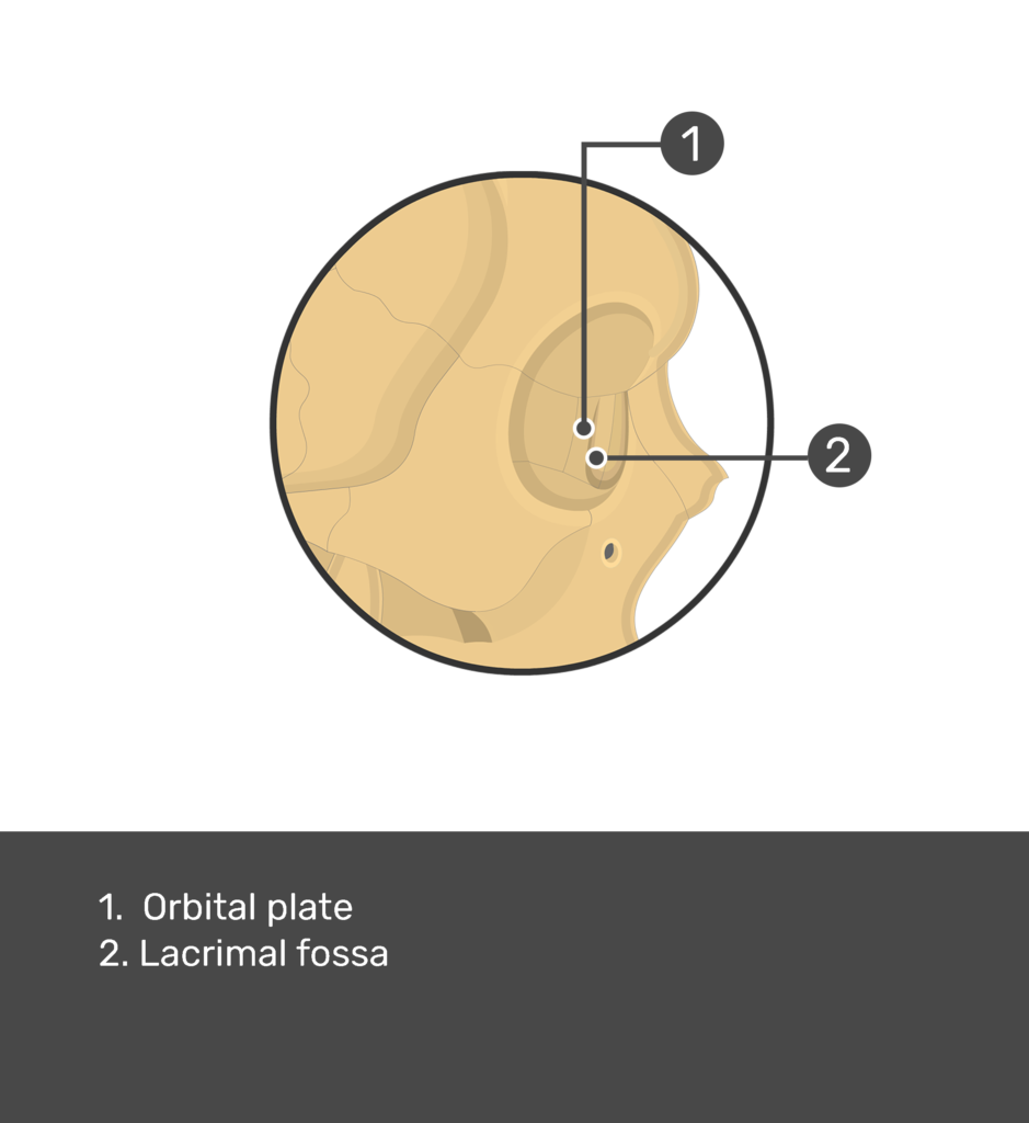 Lacrimal Bone Anatomy | GetBodySmart