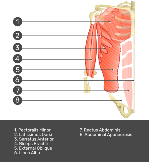 Transversus Abdominis Muscle: origin, insertion and action | GetBodySmart