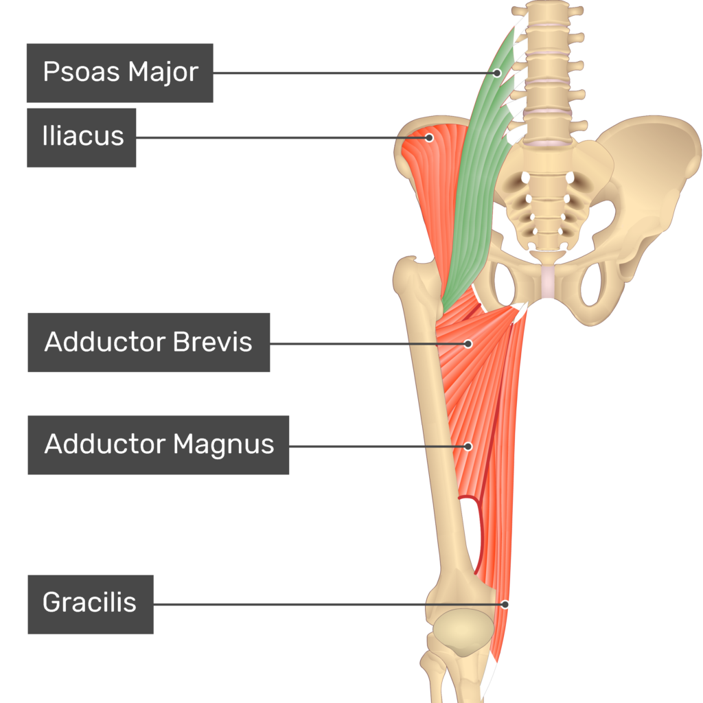 Iliopsoas Origin And Insertion