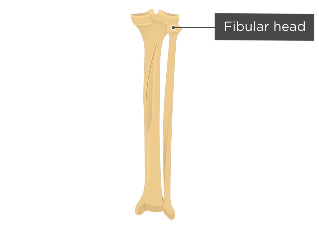 Tibia And Fibula Diagram Frontiers | Simulation Based Prediction Of