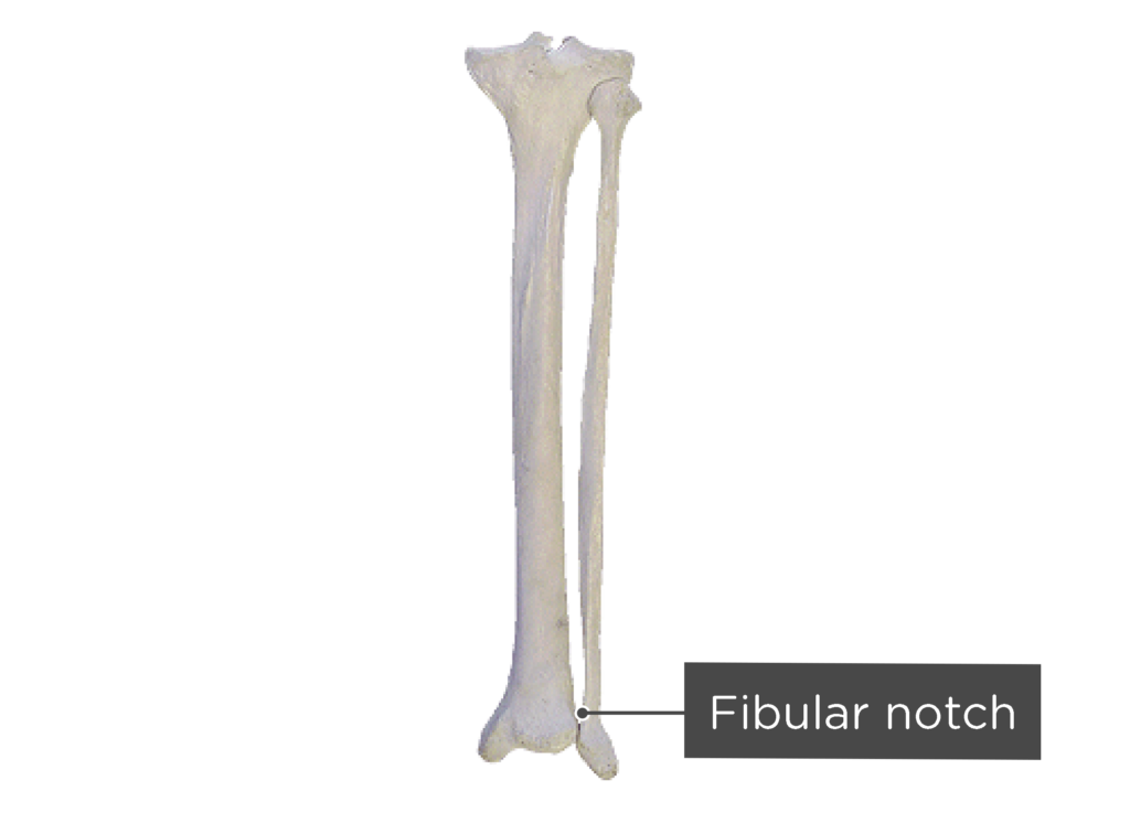 Tibia and fibula: anatomy and labeled diagram | GetBodySmart