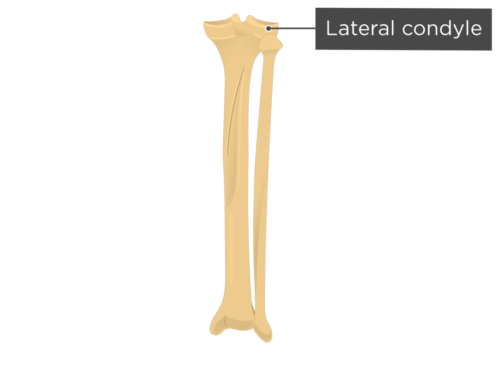 Tibia and fibula: anatomy and labeled diagram | GetBodySmart