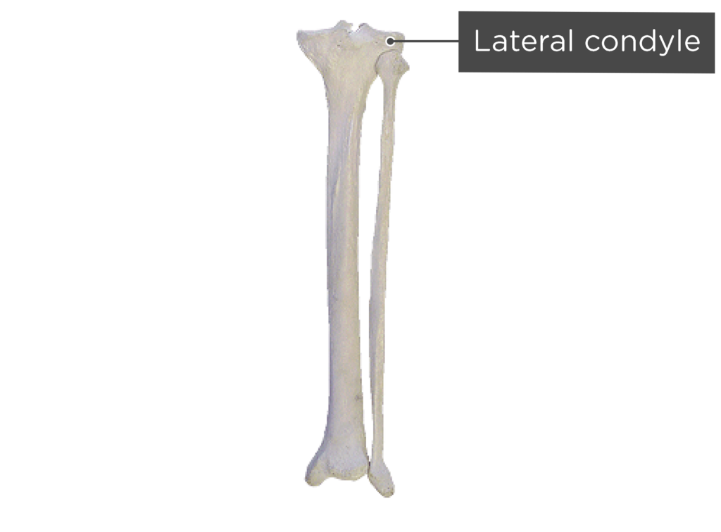 Tibia and fibula: anatomy and labeled diagram | GetBodySmart