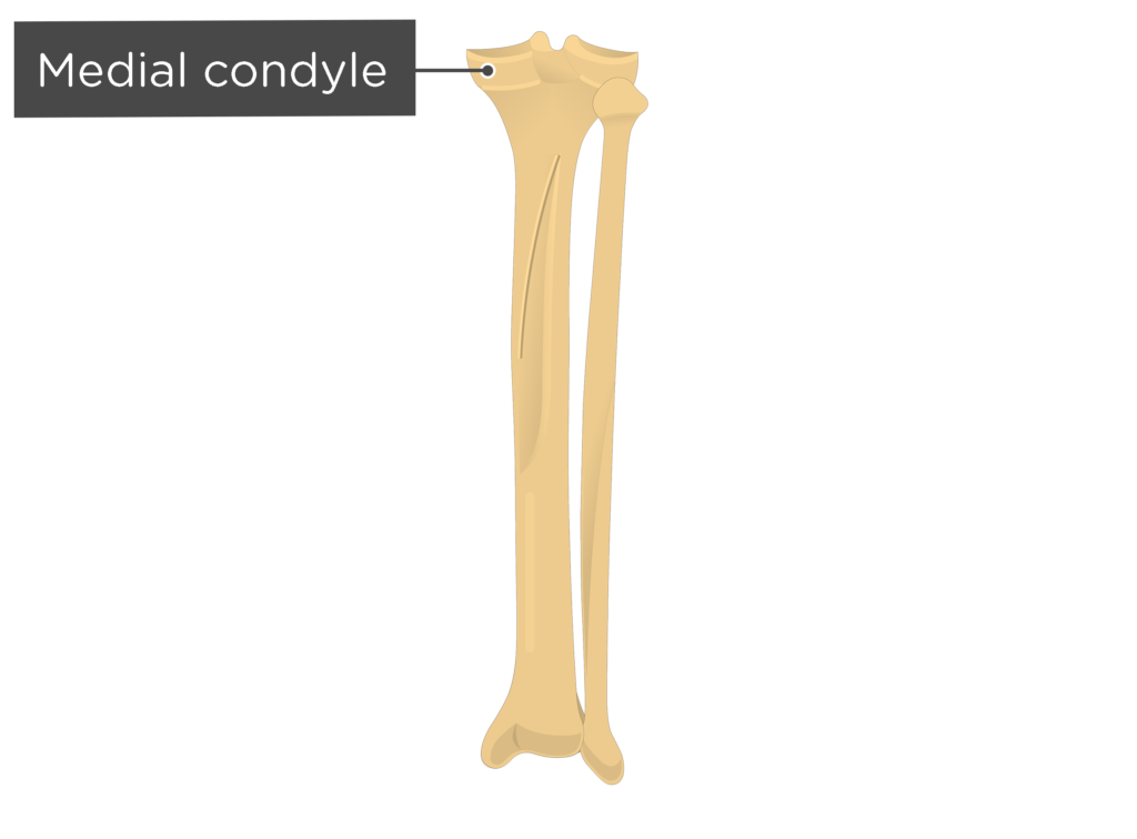 Tibia and fibula: anatomy and labeled diagram | GetBodySmart