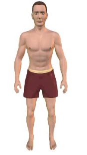 Iliacus Muscle | GetBodySmart