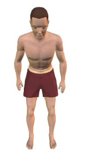 Iliacus muscle: origin, insertion and action | GetBodySmart